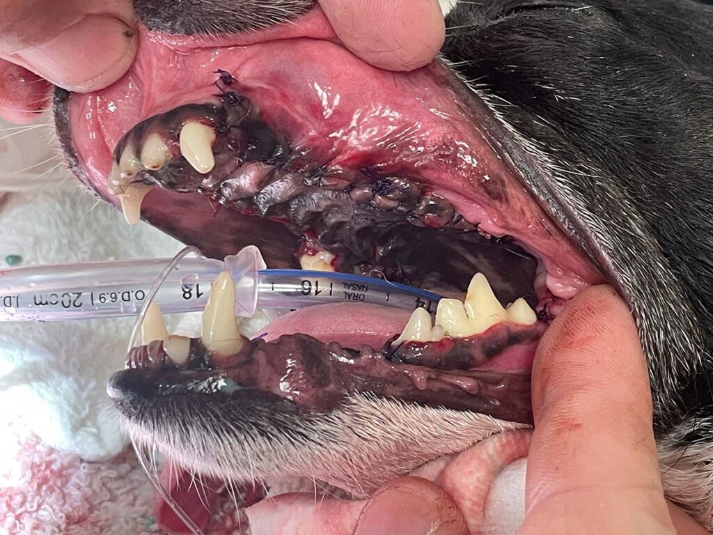 Dog and Cat Tooth Extraction in Spring, TX | Houston Pet Dental